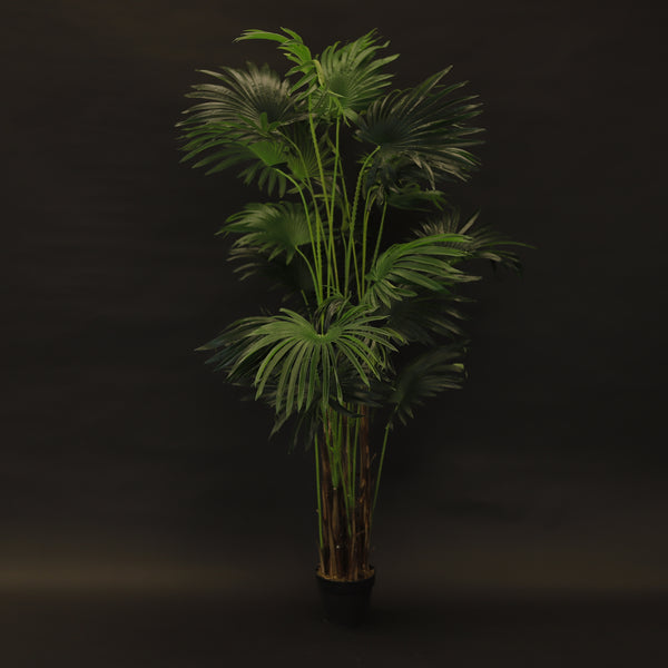 HCFL8004 - Cascade Palm Tree – Classic Designs
